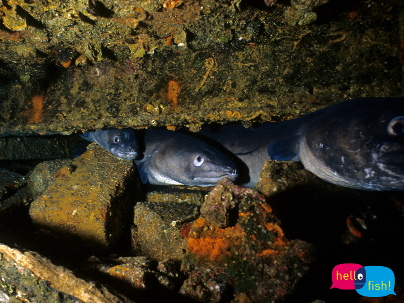 Il grande serpente dei mari: il Grongo | HelloFish