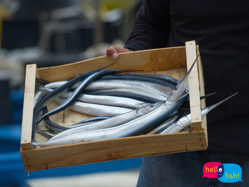 Il pesce "povero" dal lungo becco: l'Aguglia | HelloFish