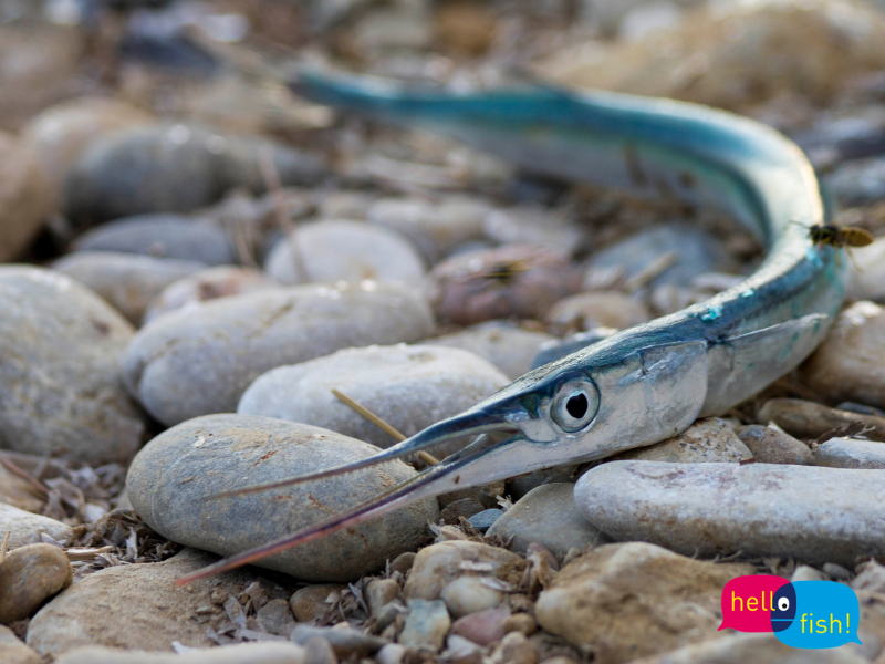 Il pesce "povero" dal lungo becco: l'Aguglia | HelloFish