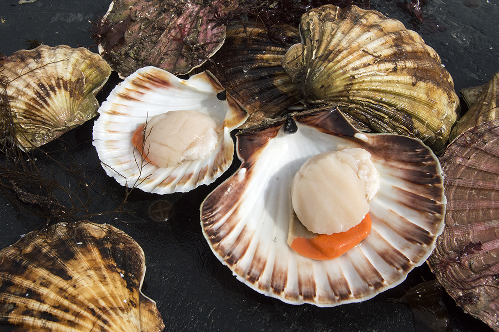 Non chiamatelo Cappasanta: il Canestrello | HelloFish