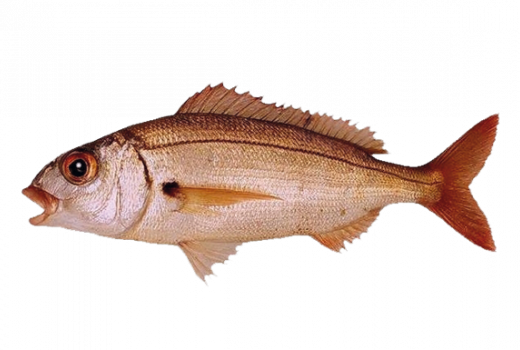 Il Pagello: il pesce comodo | HelloFish