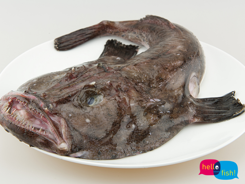 Brutta, ma buona: il Rospo o Rana Pescatrice | HelloFish