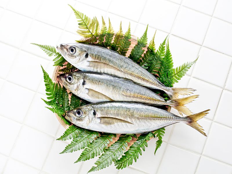 Il pesce azzurro "mignon": il Suro o Sugarello | HelloFish