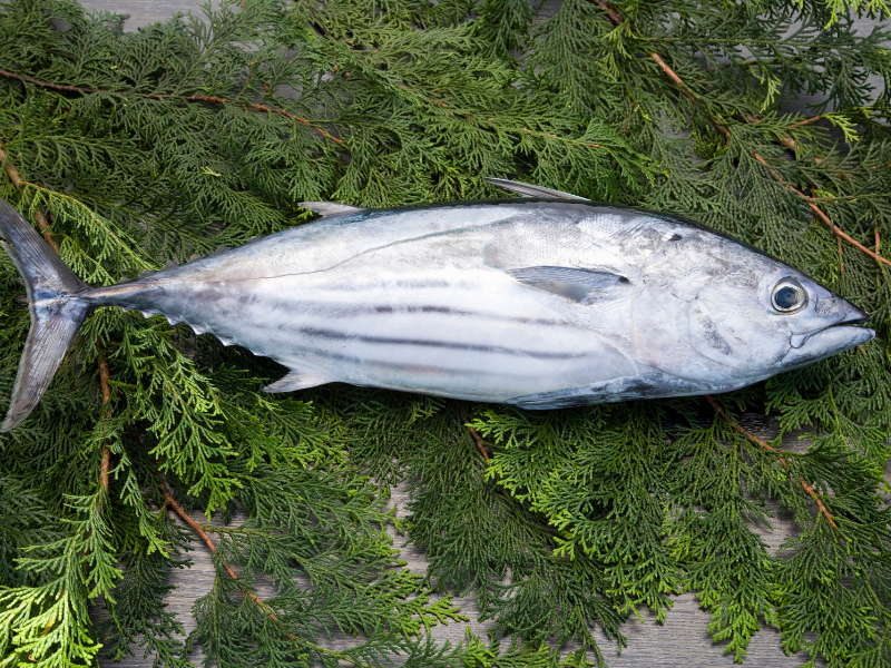 Il pesce cosmopolita: il Tonnetto striato | HelloFish
