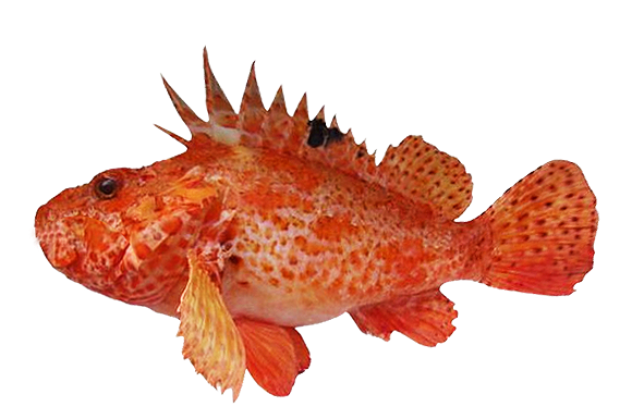 Scorfano | HelloFish