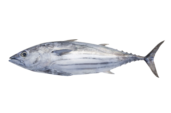 Tonnetto Striato | HelloFish