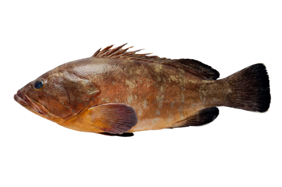 Piccola pesca artigianale | HelloFish