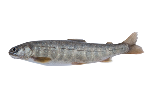 Acquacoltura | HelloFish